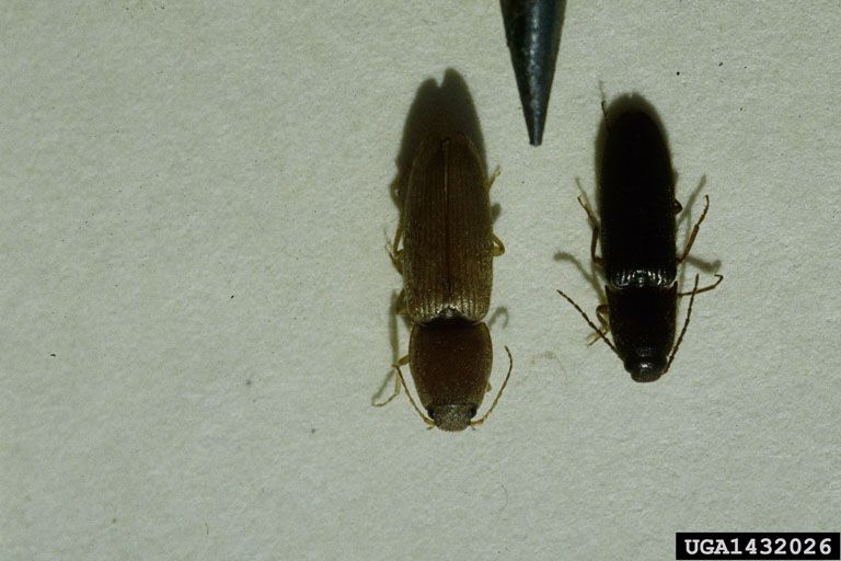 Larva arame (Conoderus spp)